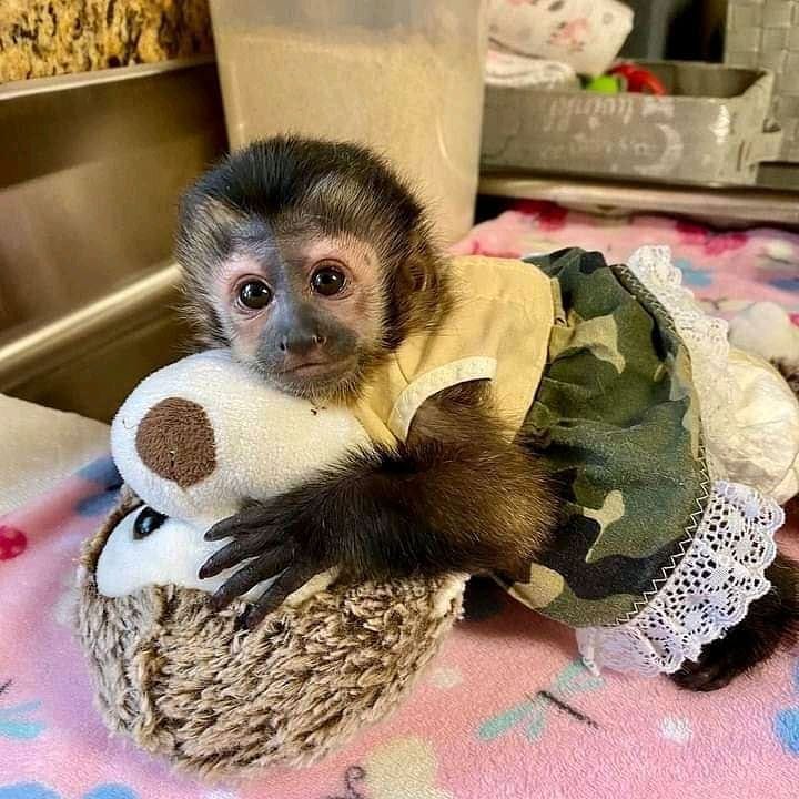 capuchin |capuchin monkey | capuchin monkey for sale in uae | capuchin ...